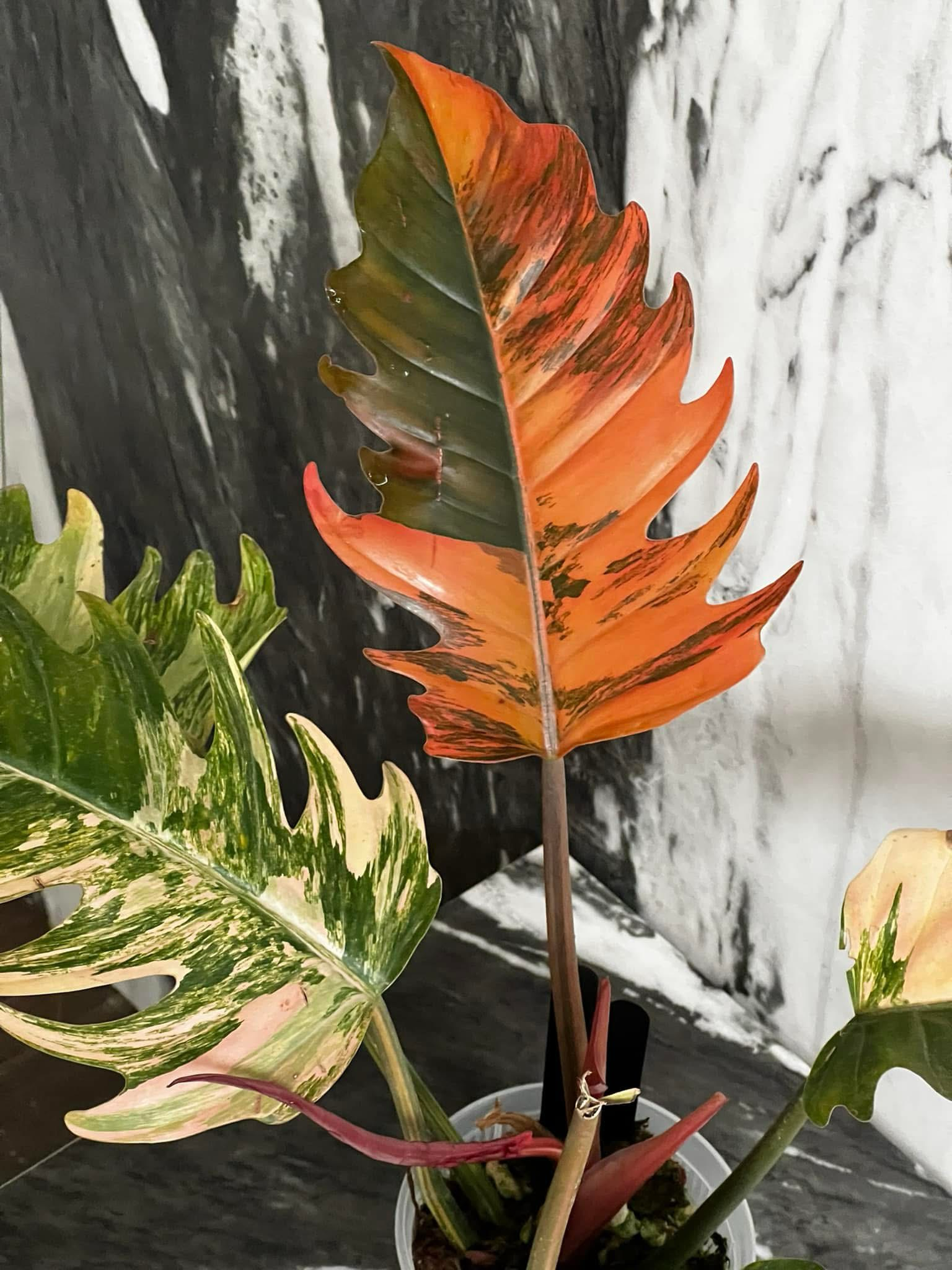 Rocky Mountain Plant Show | July 19–20, 2025