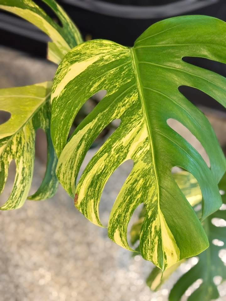 Rocky Mountain Plant Show | July 19–20, 2025